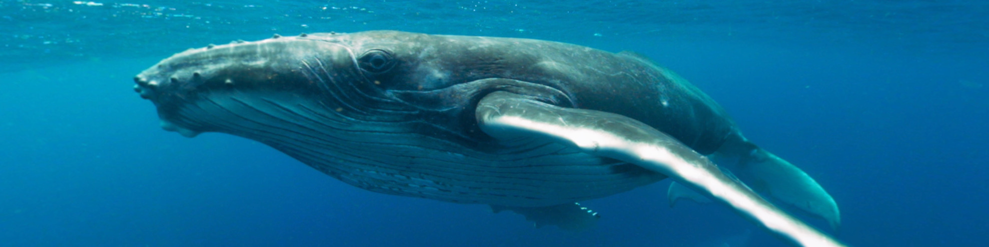 Immotion releases World first VR experience